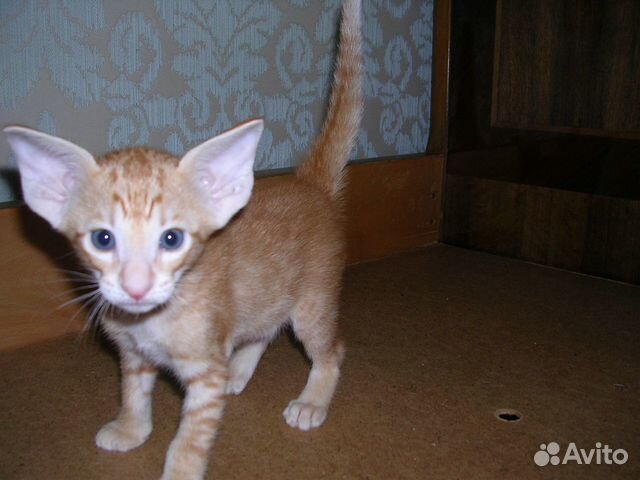 Мальчик 1 мес