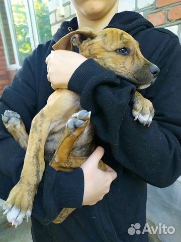 Щенок питбуля