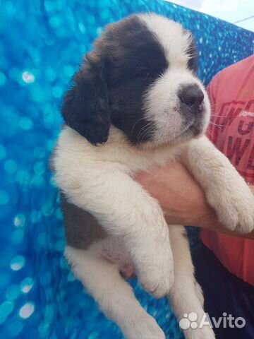 Сенбернары