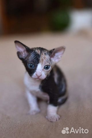Котята сфинкса