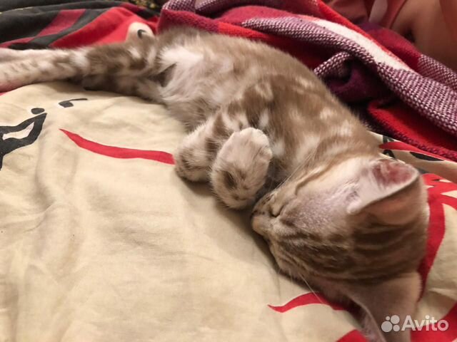 Бенгальская кошечка