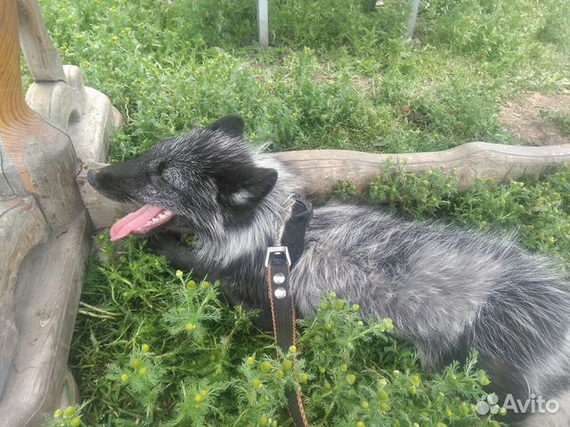 Серебристый песец