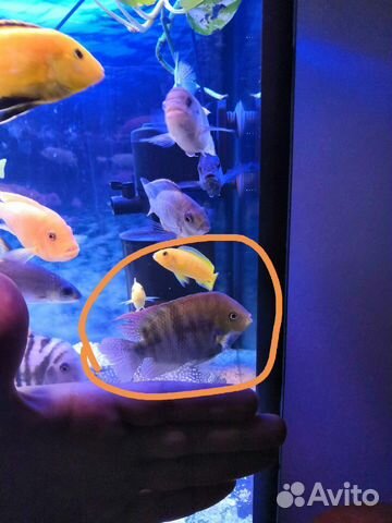 Обмен Цихлазома седжика