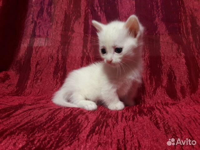 Зеленоглазая кошечка Манчкин(стандарт) Николь