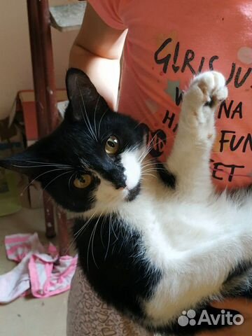 Котёнок-кошка, 6 мес