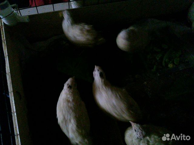 Отдам перепелов