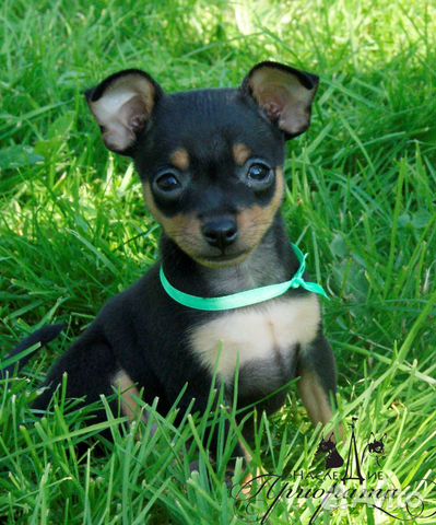 Черно-подпалые мальчики пражского крысарика