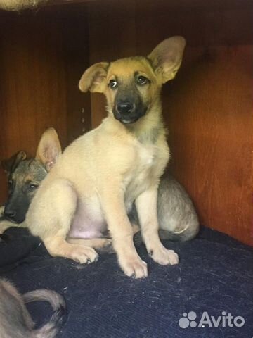 Щенок (мальчик. 2,5 месяца) в дар, в добрые руки