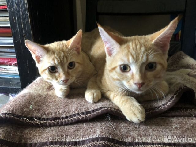 Котята ищут хозяев