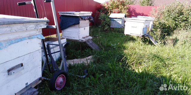 Пчелосемьи среднерусские