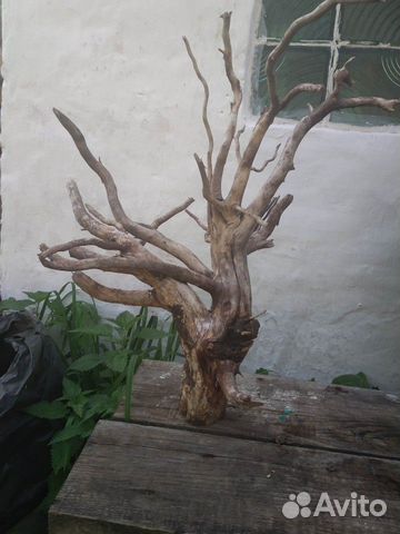 Коряга корень дерева (яблоня)