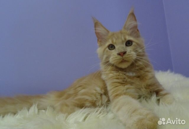 Котик мейн кун Максимус