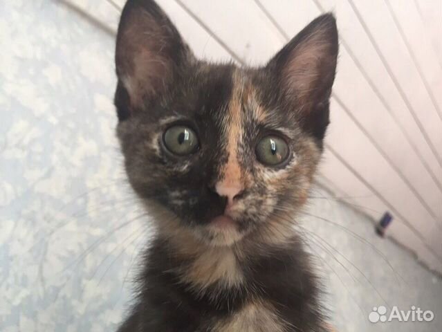 Котёнок очень ищет дом