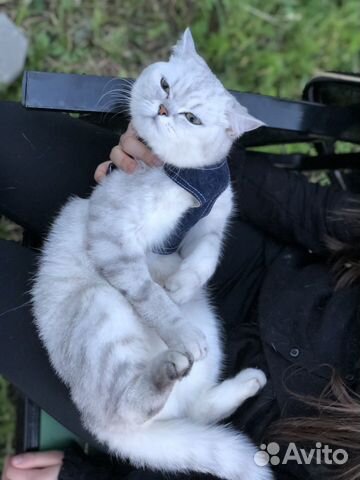 Шотландская прямоухая скоттиш страйт