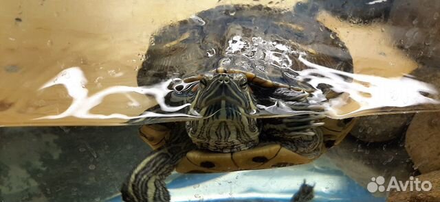 Красноухая черепаха