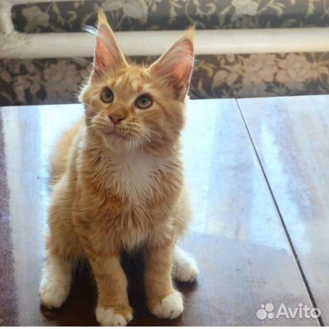 Котята разных окрасов