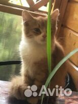 Очаровательный рыжий мальчик в добрые руки