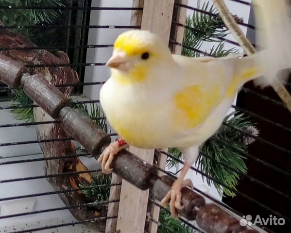 Кенар желтый мозаик