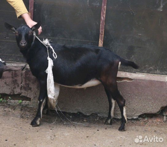 Альпийский козёл