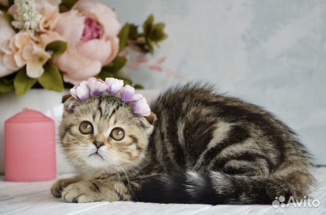 Кошечка скоттиш фолд чёрный мрамор SFS n22
