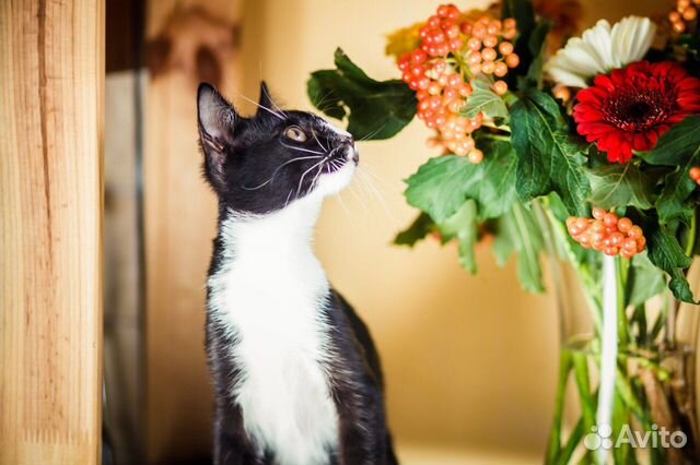 Котенок в добрые руки