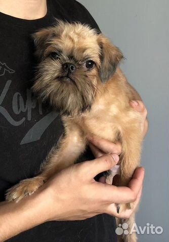 Бородатый мальчуган