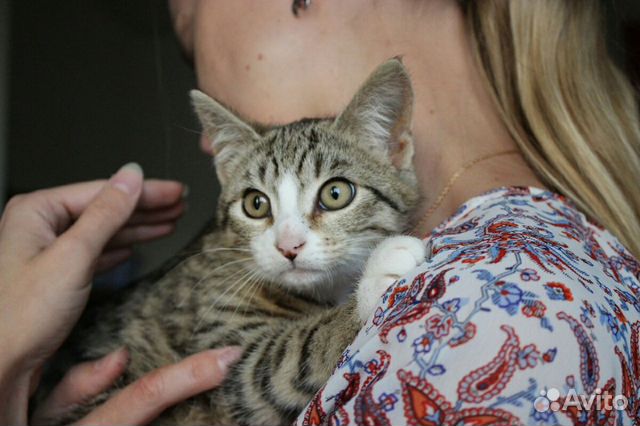 Котёнок Гриша (4 месяца)