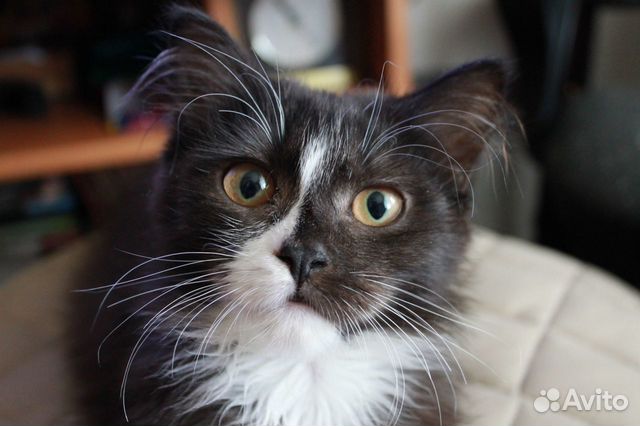 В добрые руки