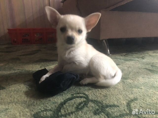Чихуахуа мини супер малыш