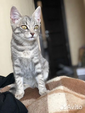 Чудо-котенок ищет дом