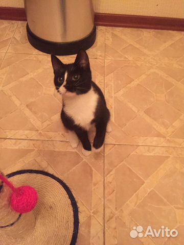 Кошечка Черника