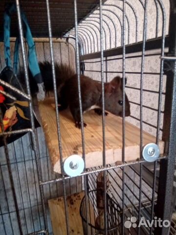 Остался один бельченок с клеткой большой