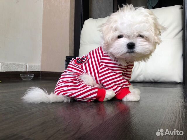 Принцесса мальтезе