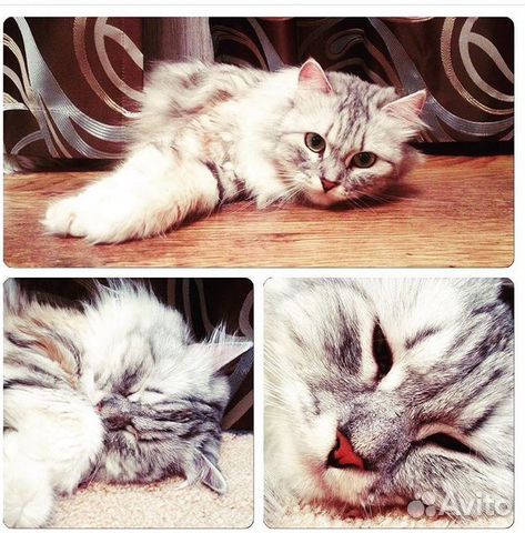 Кошка, 5 лет, стерилизованная