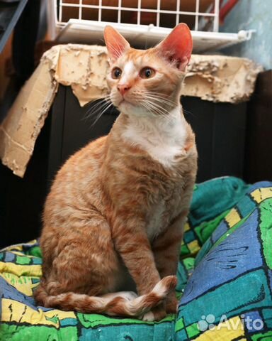 Рыжее счастье в дар