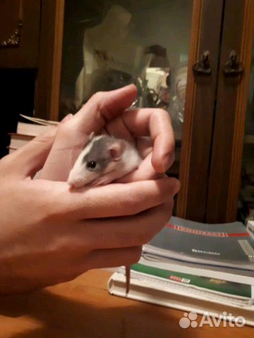 Крыса Дамбо