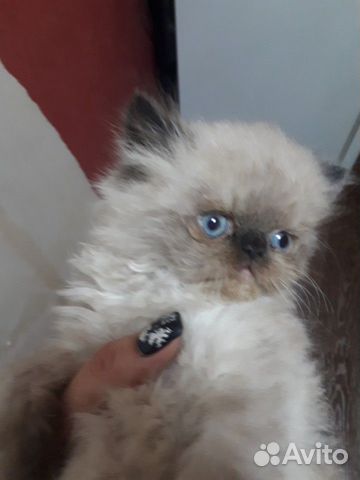 Персидско-гемолайский малыш в любящую семью