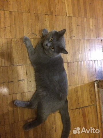 Продам британского кота