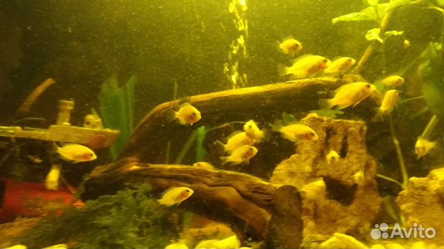 Фламинго и чернополосики мальки