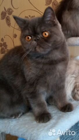 Котик-экзотик