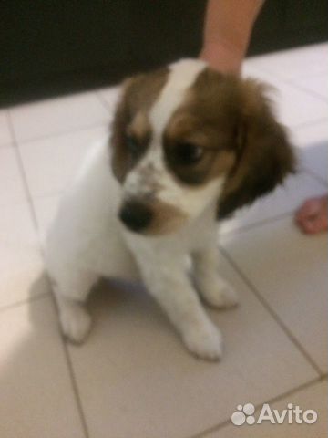 Продам щенка русского охотничьего спаниеля