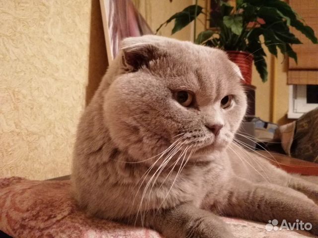 Броский и вежливый шотландский вислоушка приглашае