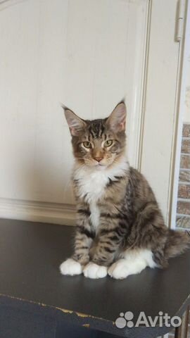 Шикарный мейнкунский котёнок для Вас