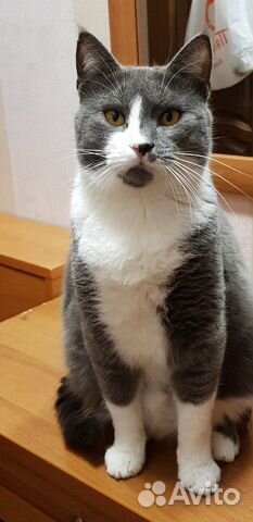 Кот Марсель 1год привит, кастрирован, ласковый