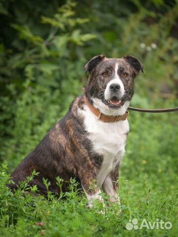 Отдадим в добрые руки