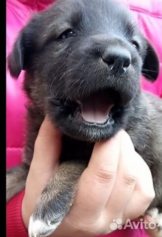 Метис в добрые руки