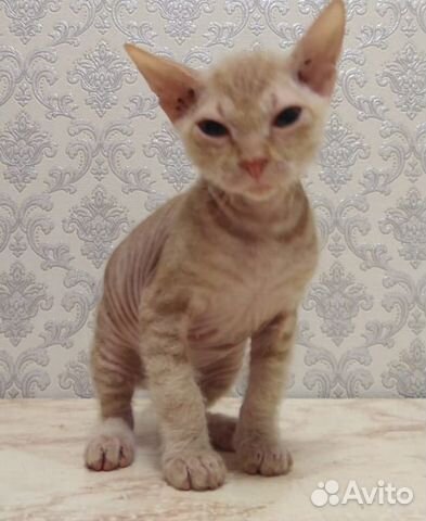 Донской сфинкс