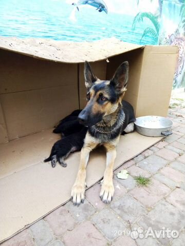 Немецкая Овчарка