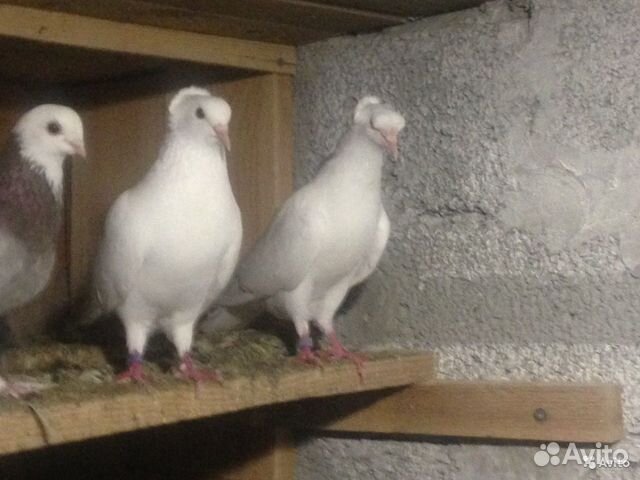 Свадебные голуби