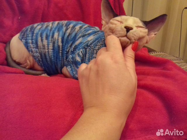 Сфинкс в добрые руки